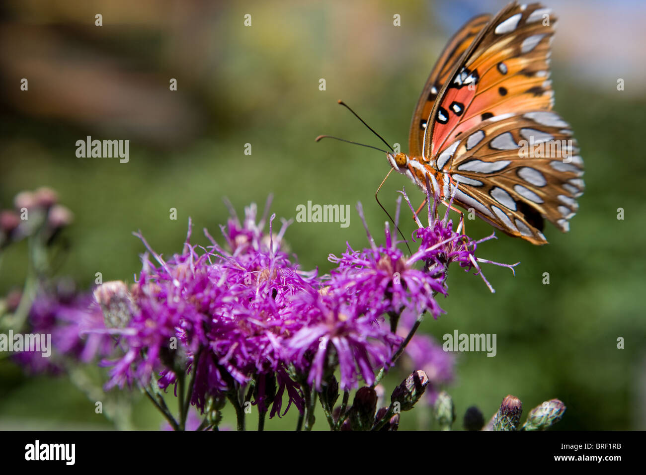 butterfly fluttering on a bright purple flower Stock Photo - Alamy