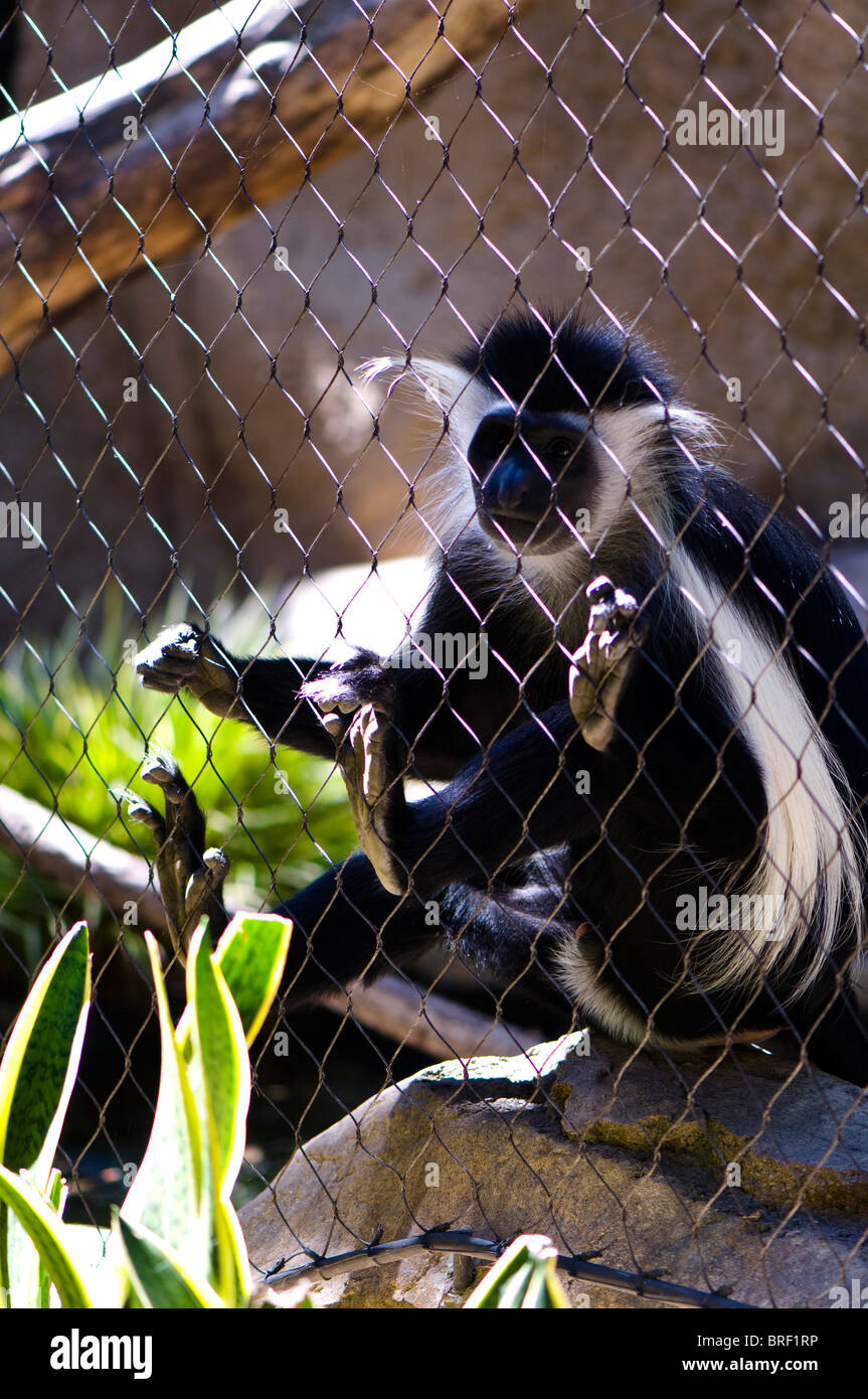 Black and white Angolan colobus monkey Colobus guereza Stock Photo - Alamy