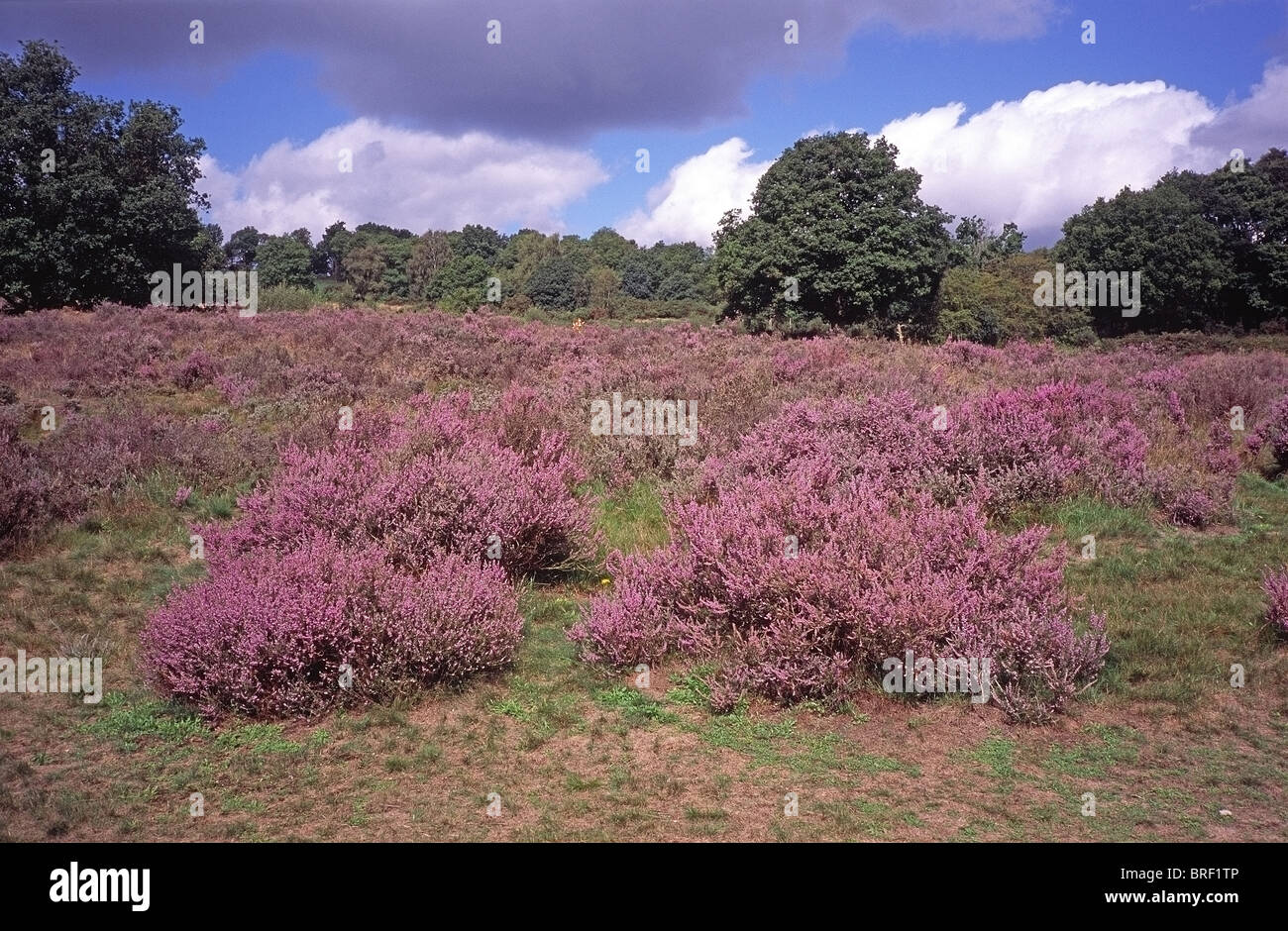 Lowland Heath at Kinver Edge, Staffordshire, England, UK Stock Photo ...