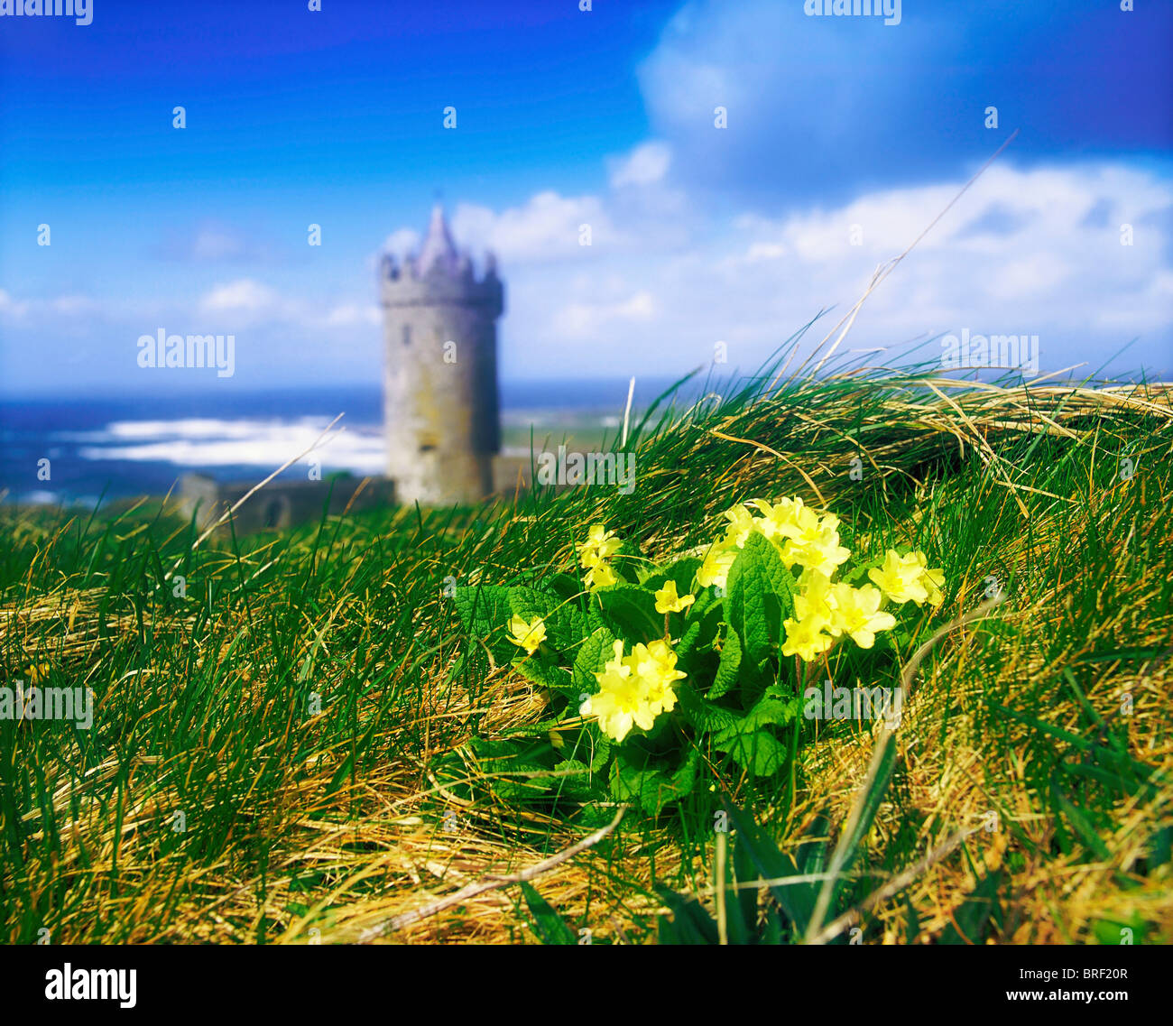 Primrose Flower, Doonagore Castle In The Distance, Co Clare, Ireland ...