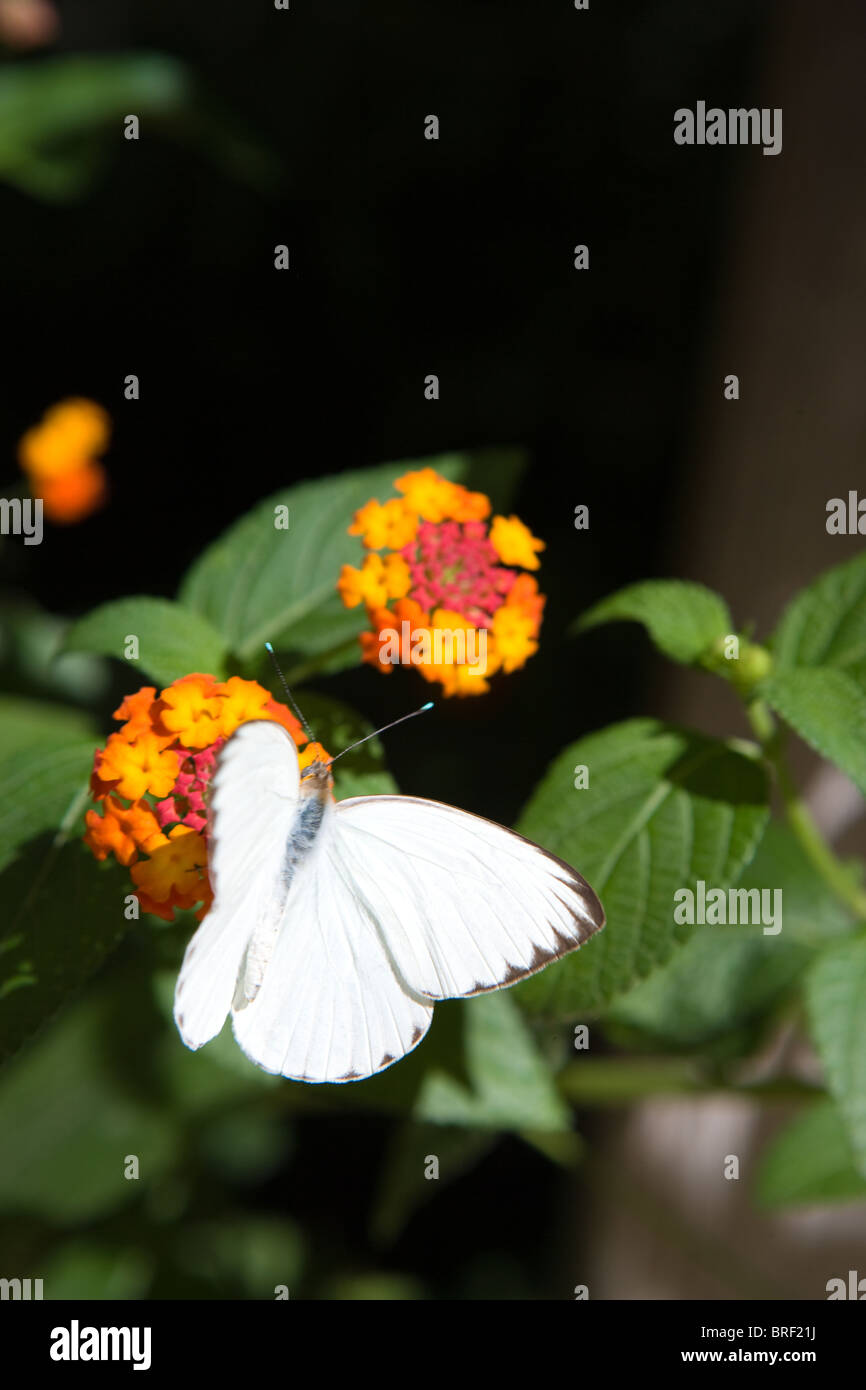 Common white butterfly hi-res stock photography and images - Alamy