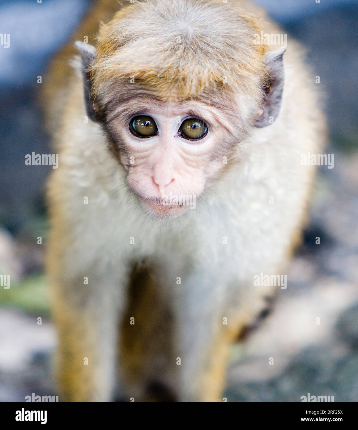 Sinhala Comments Monkey