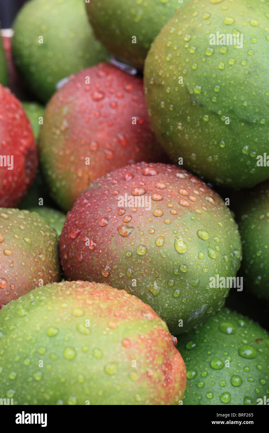 Mangoes in the rain Stock Photo - Alamy