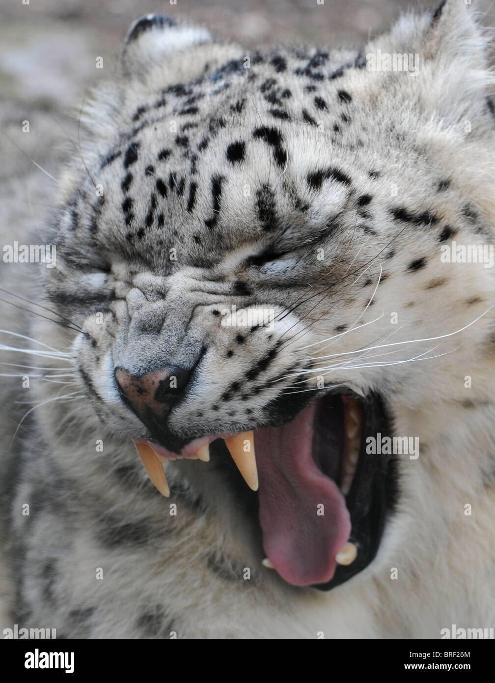Snow leopard yawning Stock Photo - Alamy
