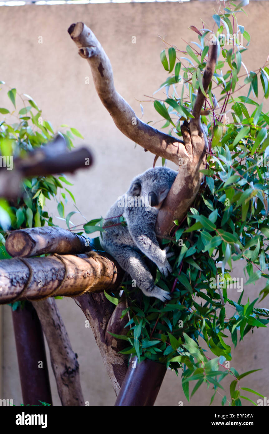 Sleeping Koala (phascolarctos cinereus Stock Photo - Alamy