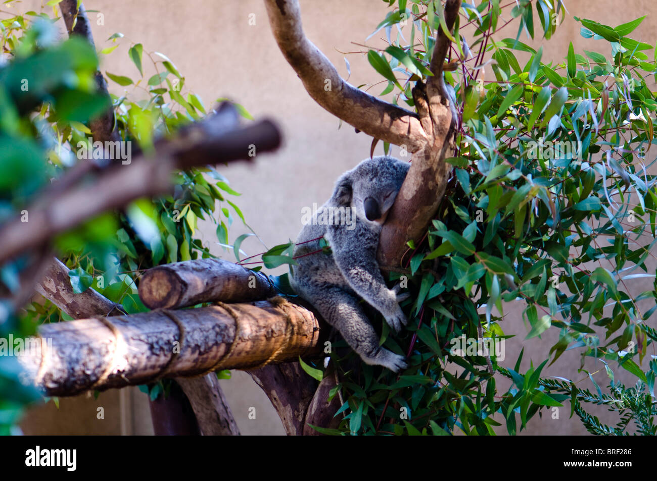 Sleeping Koala (phascolarctos cinereus Stock Photo - Alamy