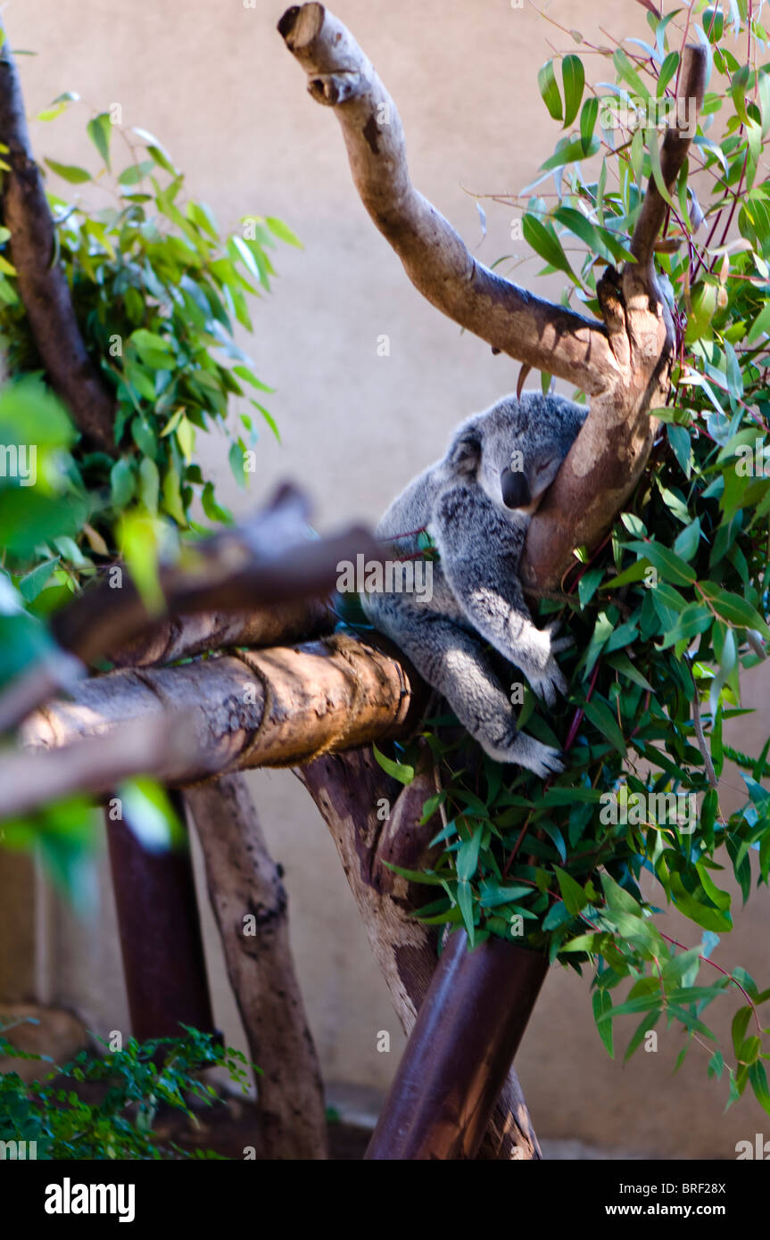 Sleeping Koala (phascolarctos cinereus Stock Photo - Alamy