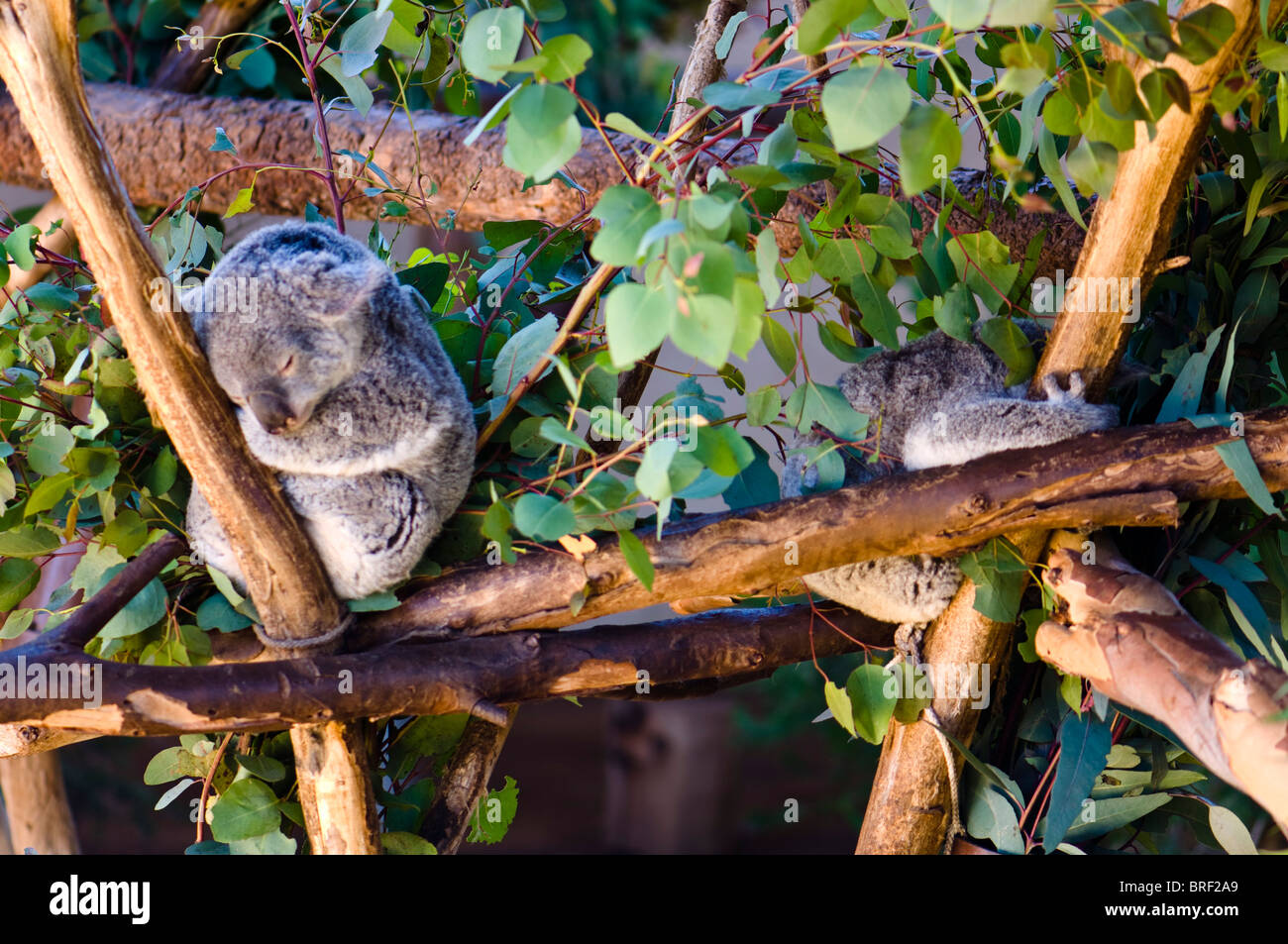 Sleeping Koala (phascolarctos cinereus Stock Photo - Alamy