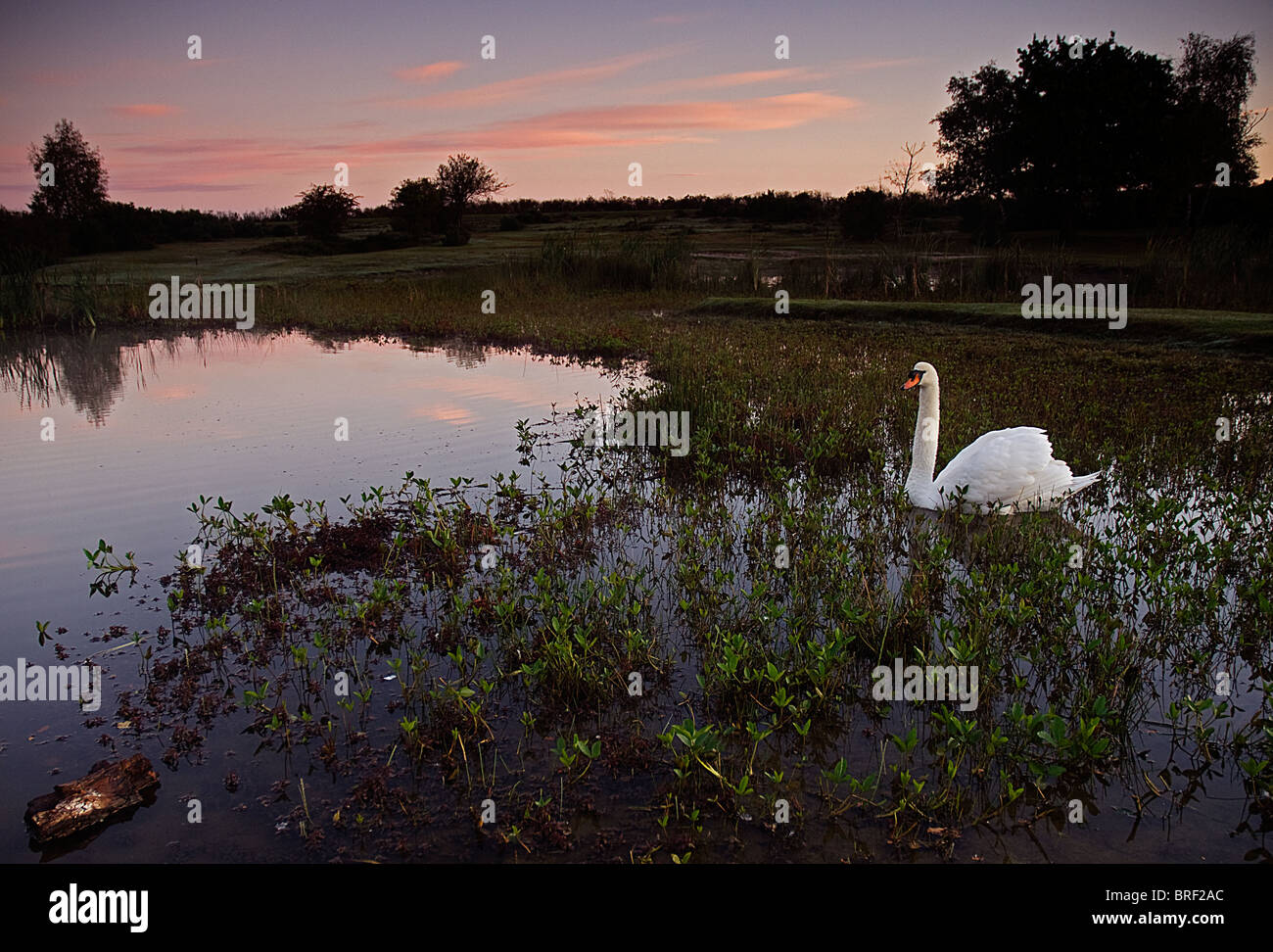 Swan on Hatchet Pond Stock Photo - Alamy