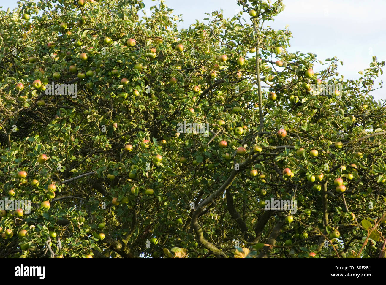 Bramley Cooking Apple Tree High Resolution Stock Photography and Images ...