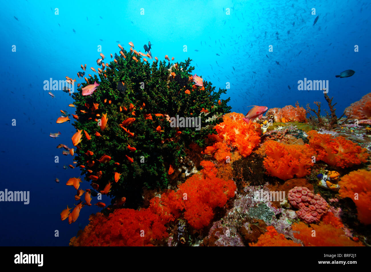 Fairy basslets (Pseudanthias sp.) swimming arround Green Tubastrea ...