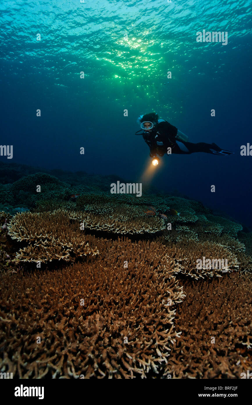 Diver diving at dusk, sunset, above coral reef with table corals ...
