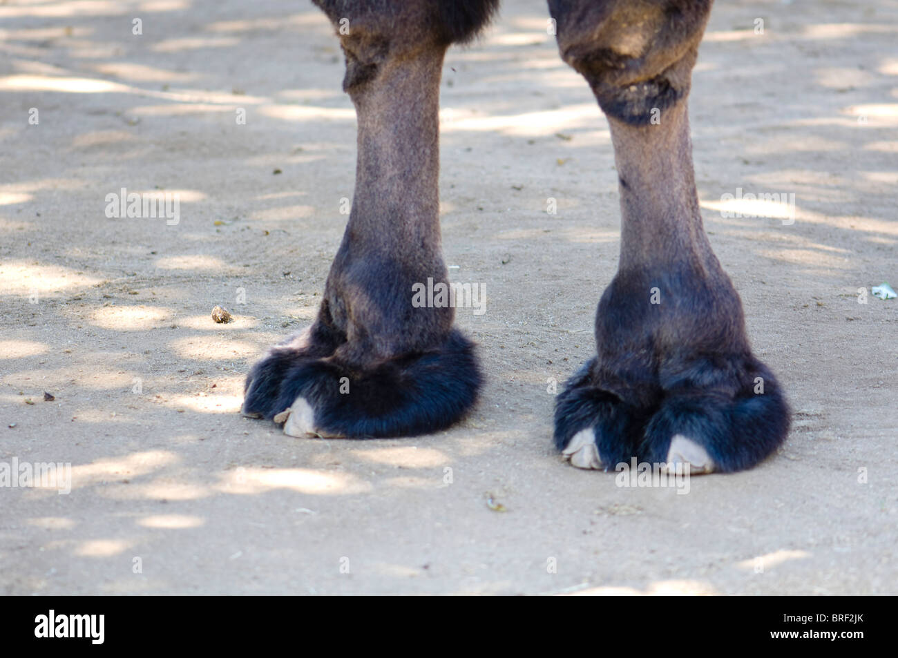 Camel legs hi-res stock photography and images - Alamy