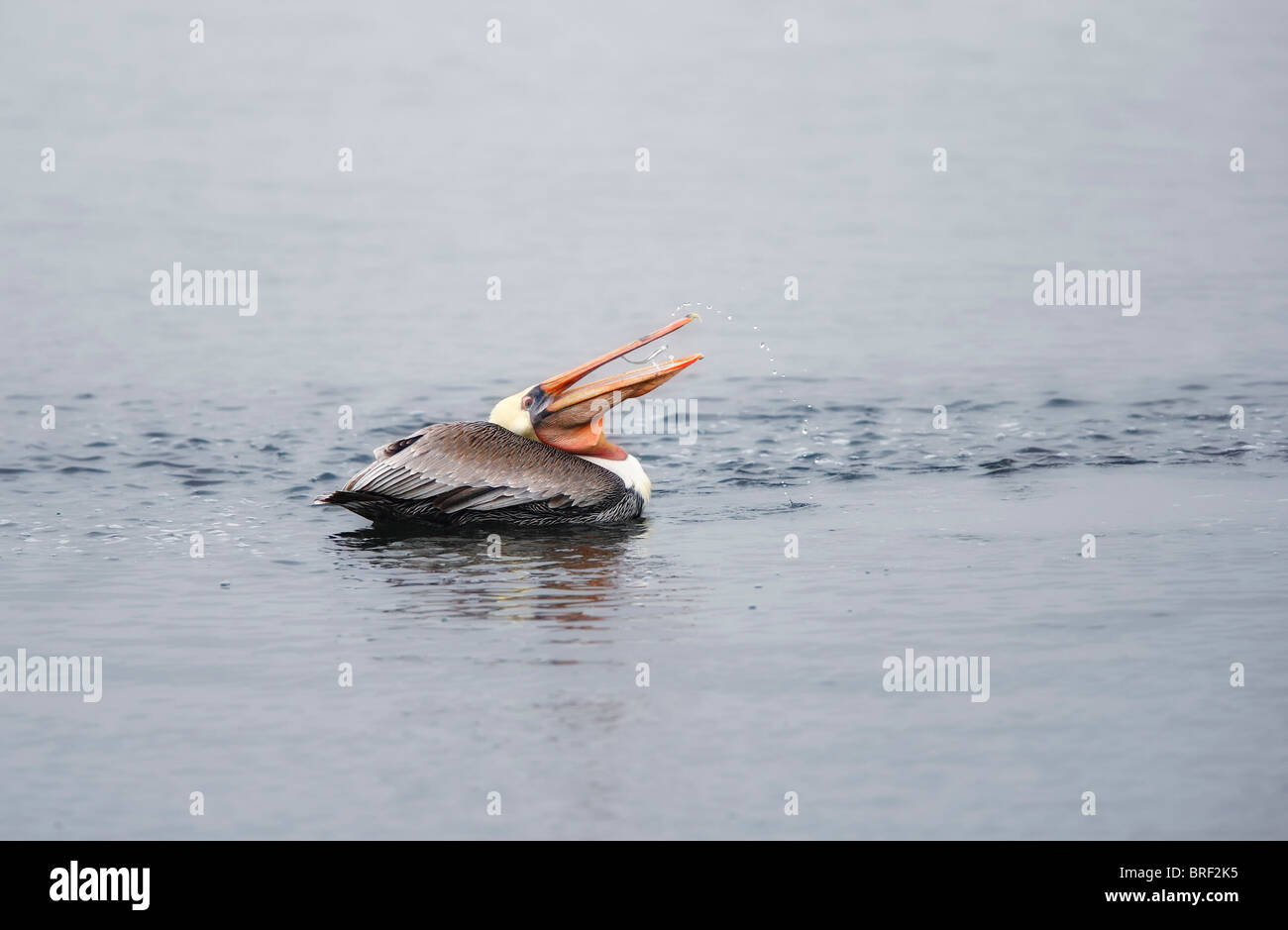 Pelican with mouth open hi-res stock photography and images - Alamy