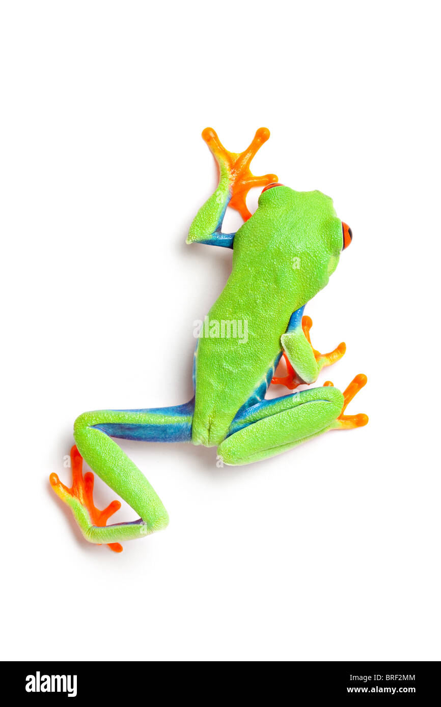 frog from above crawling close up isolated on white background - red ...