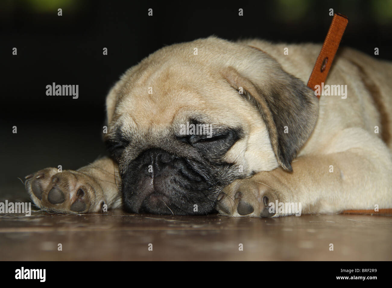 Lo sze hi-res stock photography and images - Alamy