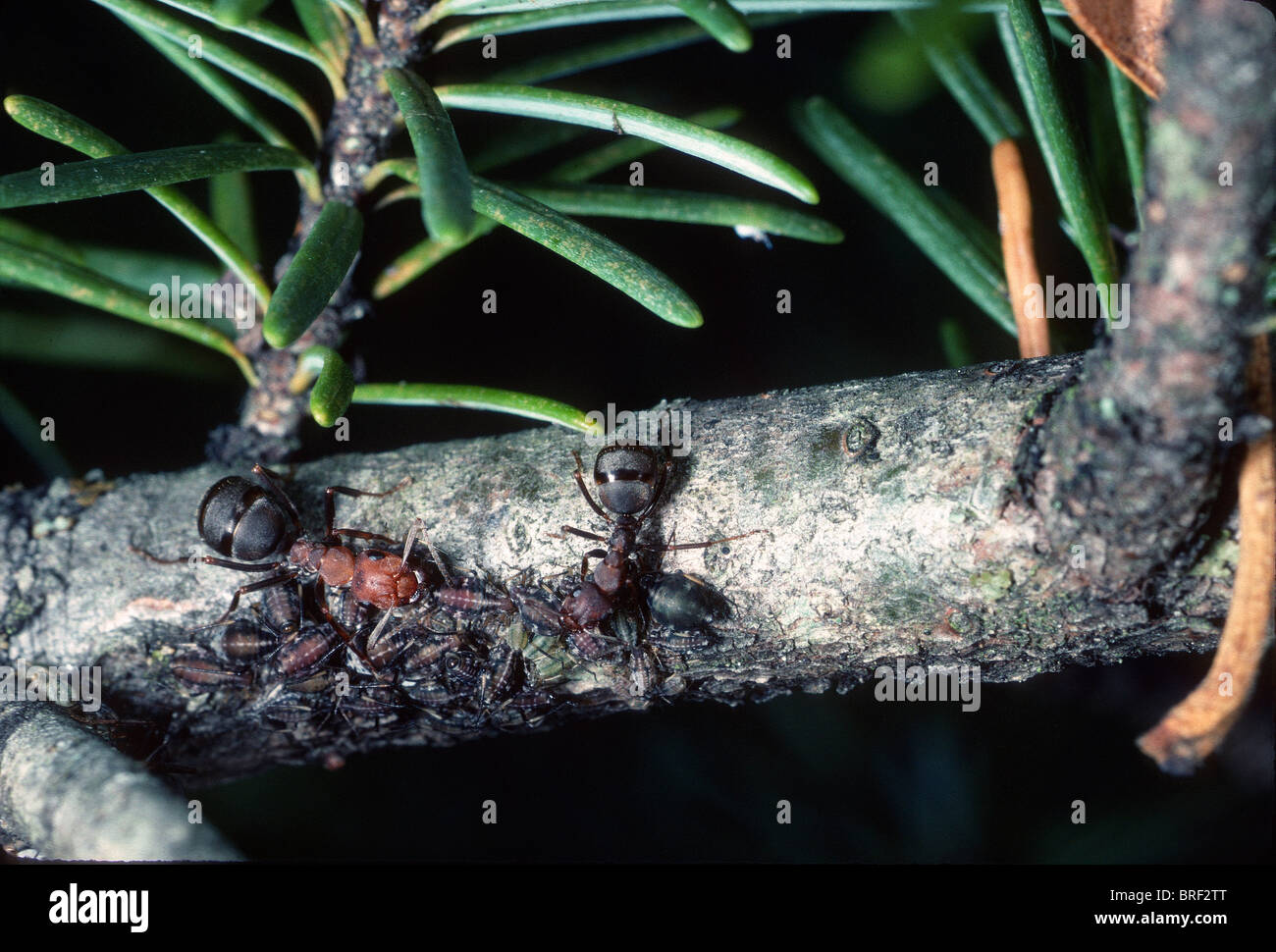 Wood ant Formica sp. tending aphids Stock Photo - Alamy