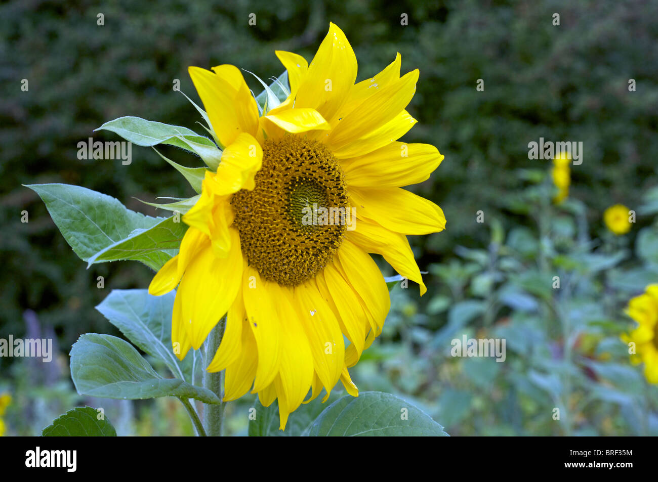 Sunflower pod hi-res stock photography and images - Alamy