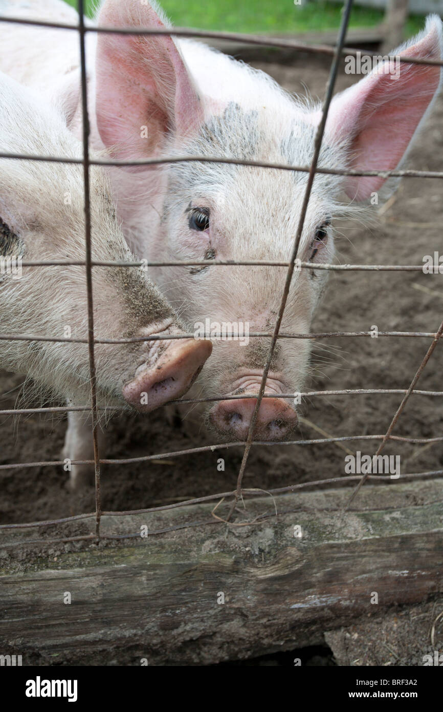 Two pink Pigs behind a fence vying for attention . With snouts poking ...