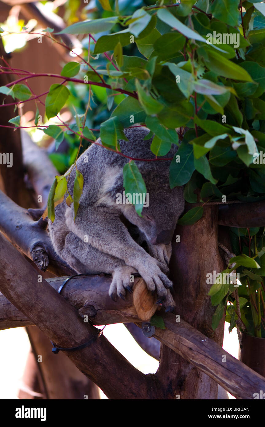 Sleeping Koala (phascolarctos cinereus Stock Photo - Alamy