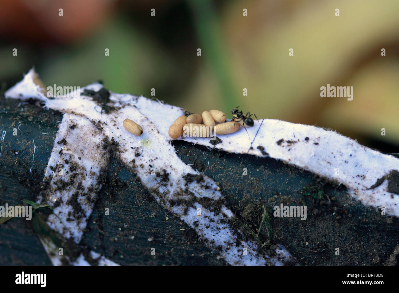 Common Black Garden ant, Lasius Niger, Ants pupae on tissue paper in a ...
