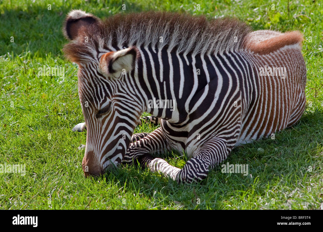 Baby zebra hi-res stock photography and images - Alamy