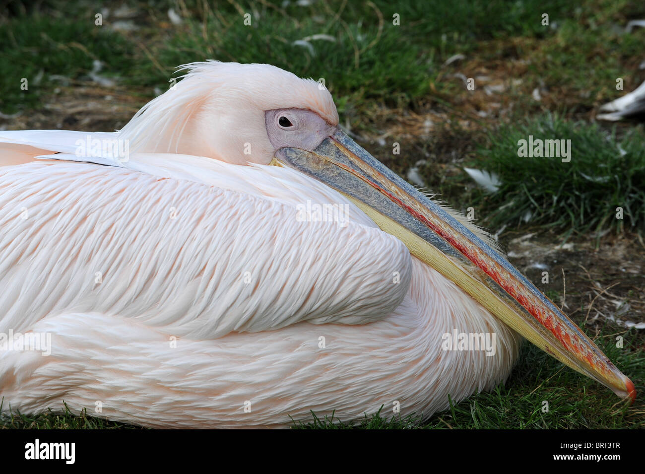 Pelican resting hi-res stock photography and images - Alamy