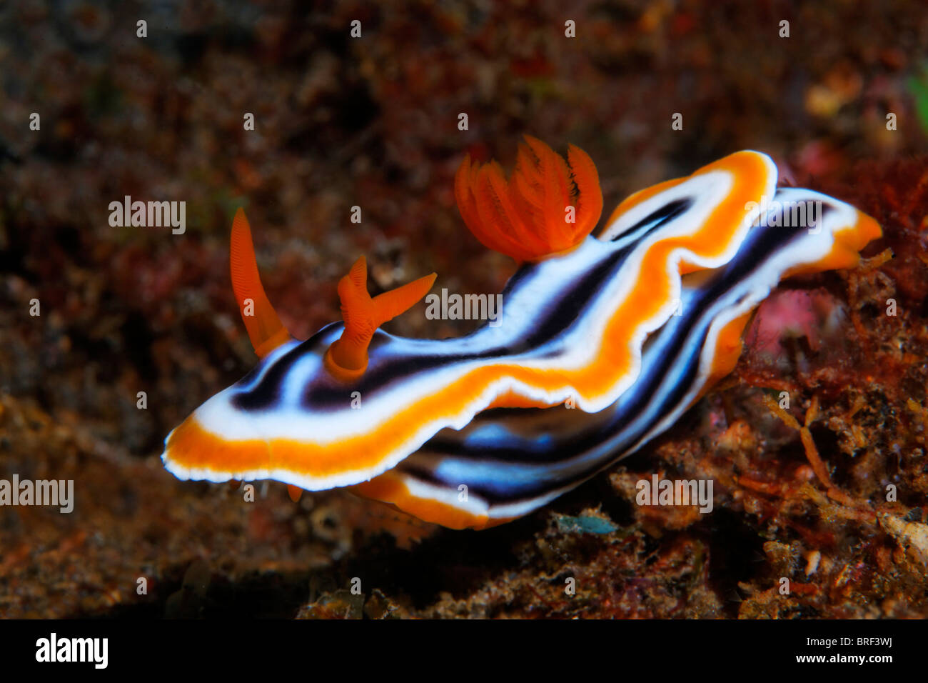 Magnificent Chromodoris (Chromodoris magnifica), Gangga Island, Bangka ...