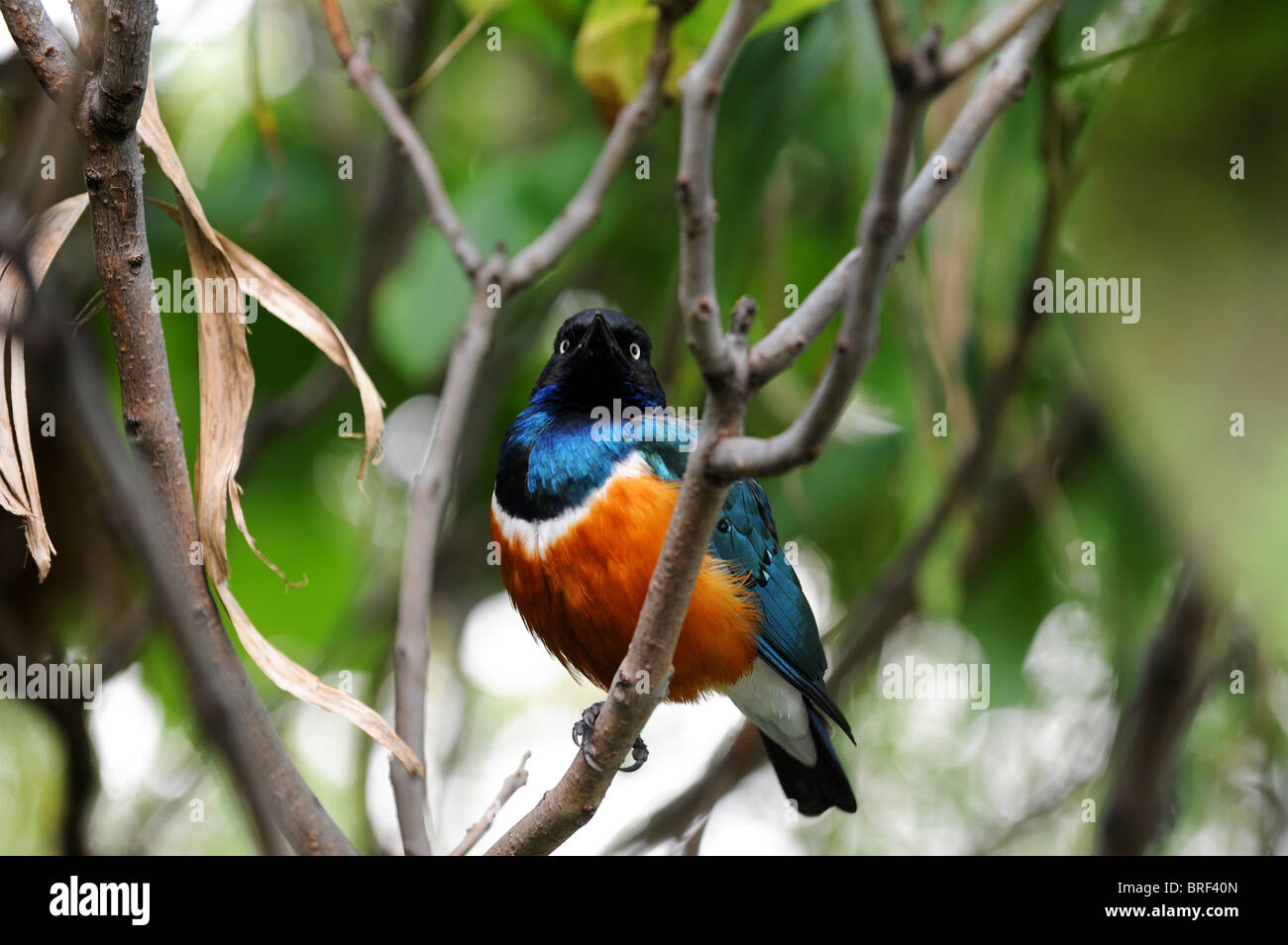 Starling bird High Resolution Stock Photography and Images - Alamy