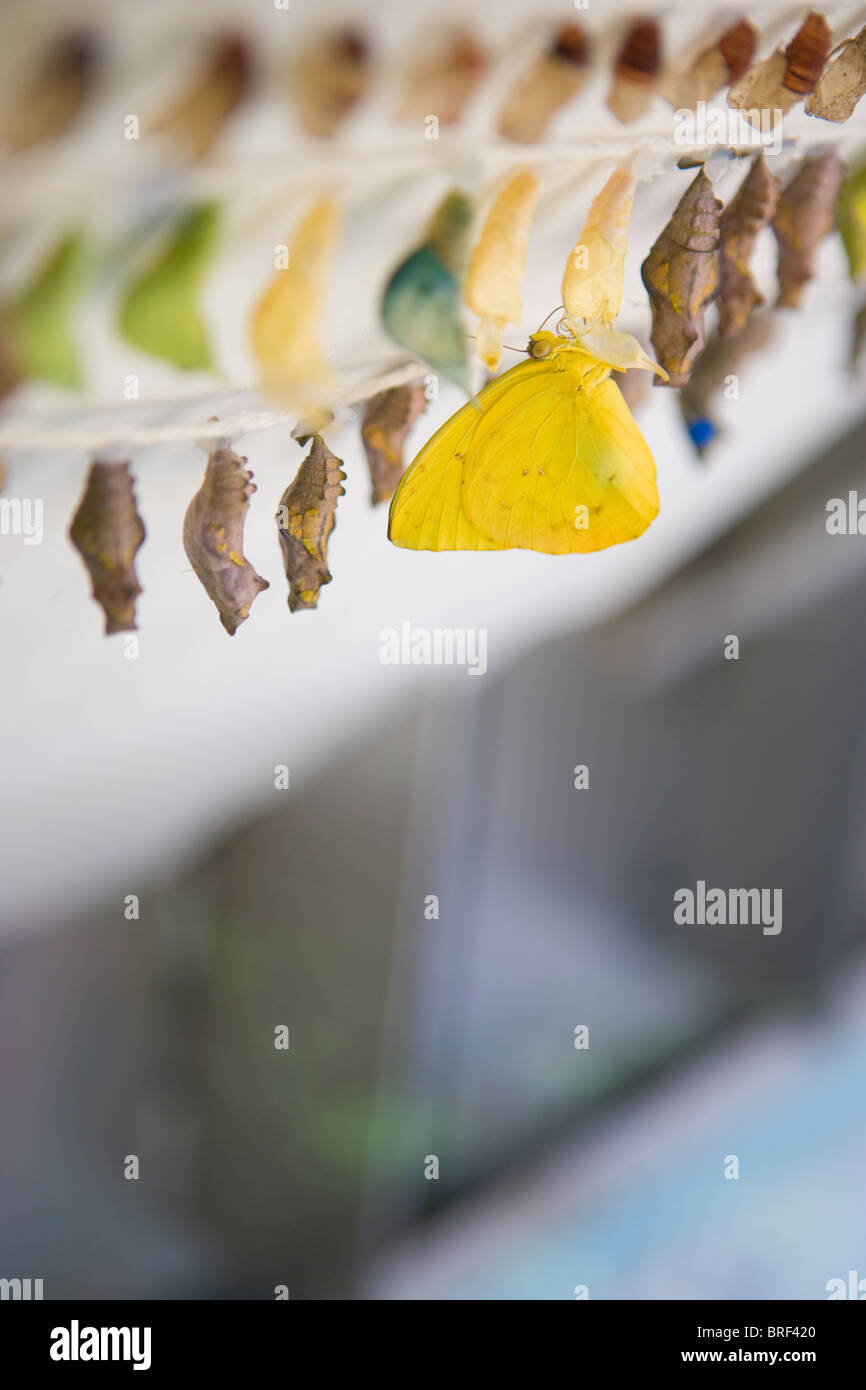 birth of a yellow butterfly. emerging from a chrysalis, hanging among ...