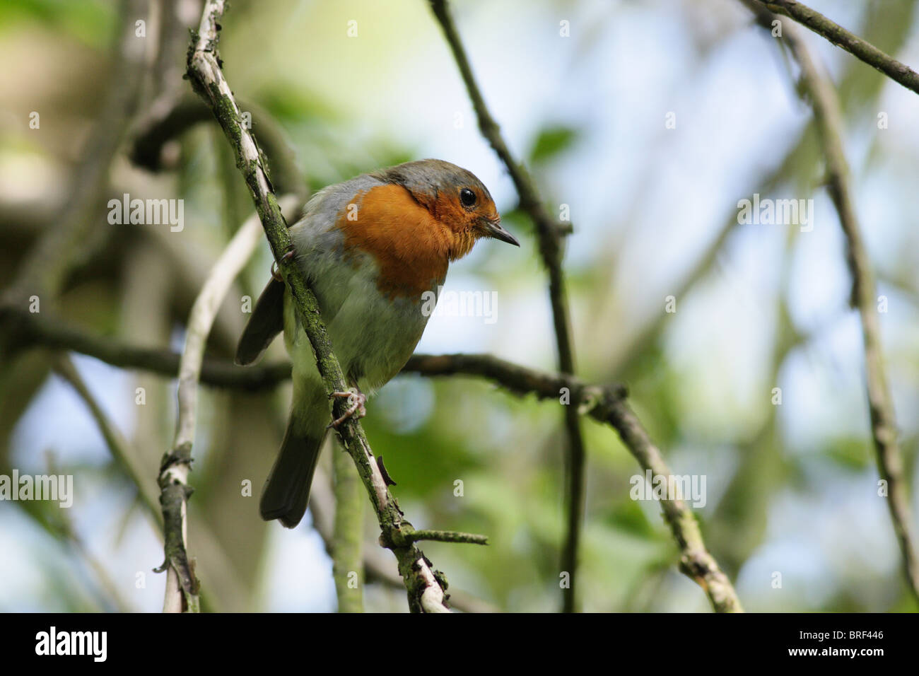 Robin With Insects High Resolution Stock Photography and Images - Alamy