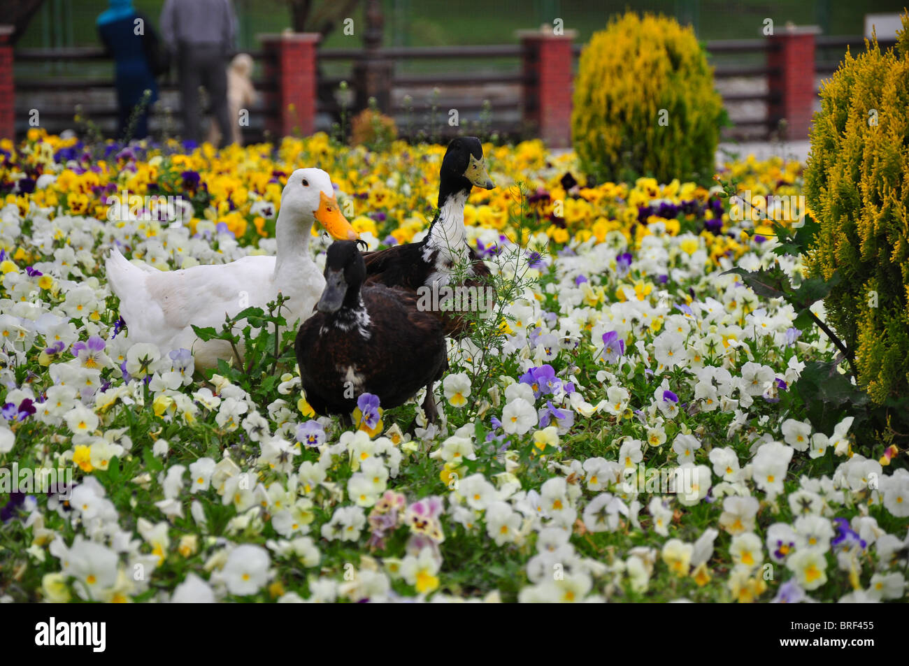 Three ducks chasing each other on flowers Stock Photo - Alamy