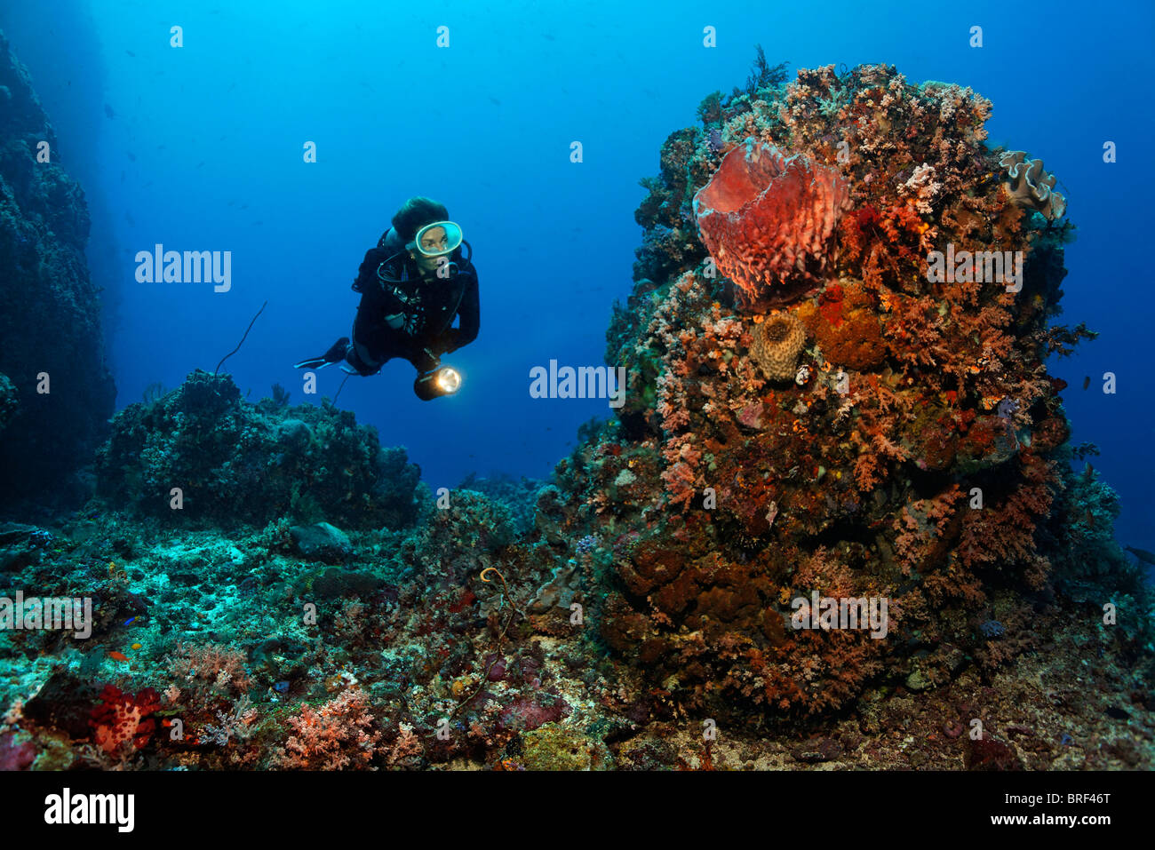 Diver watching coral reef block, densely and colorfully overgrown with ...