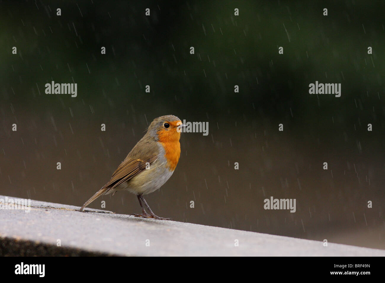 Robin and rain drops hi-res stock photography and images - Alamy