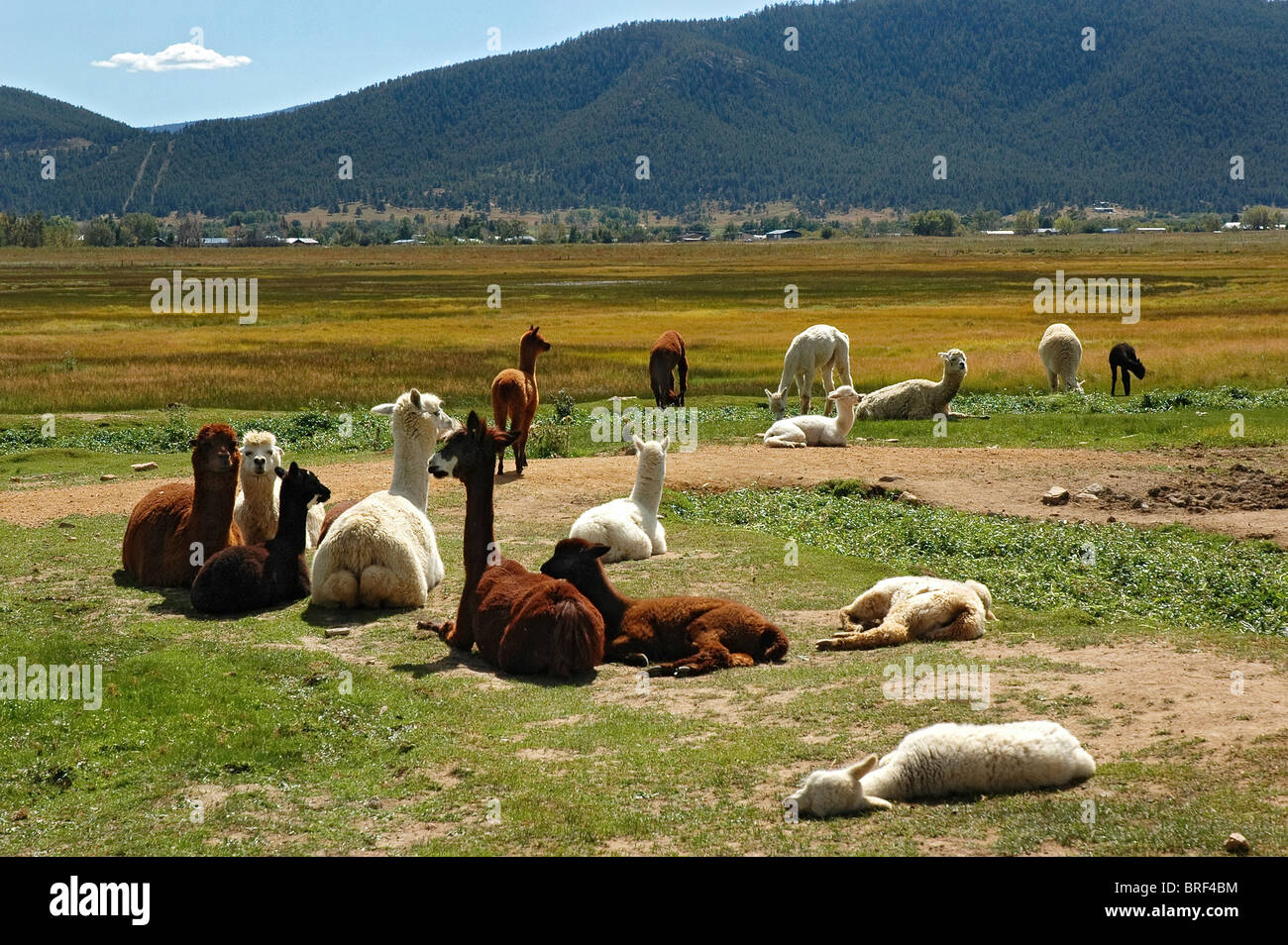 Alpacas at Victory Ranch, Mora, New Mexico. Victory Ranch is the ...