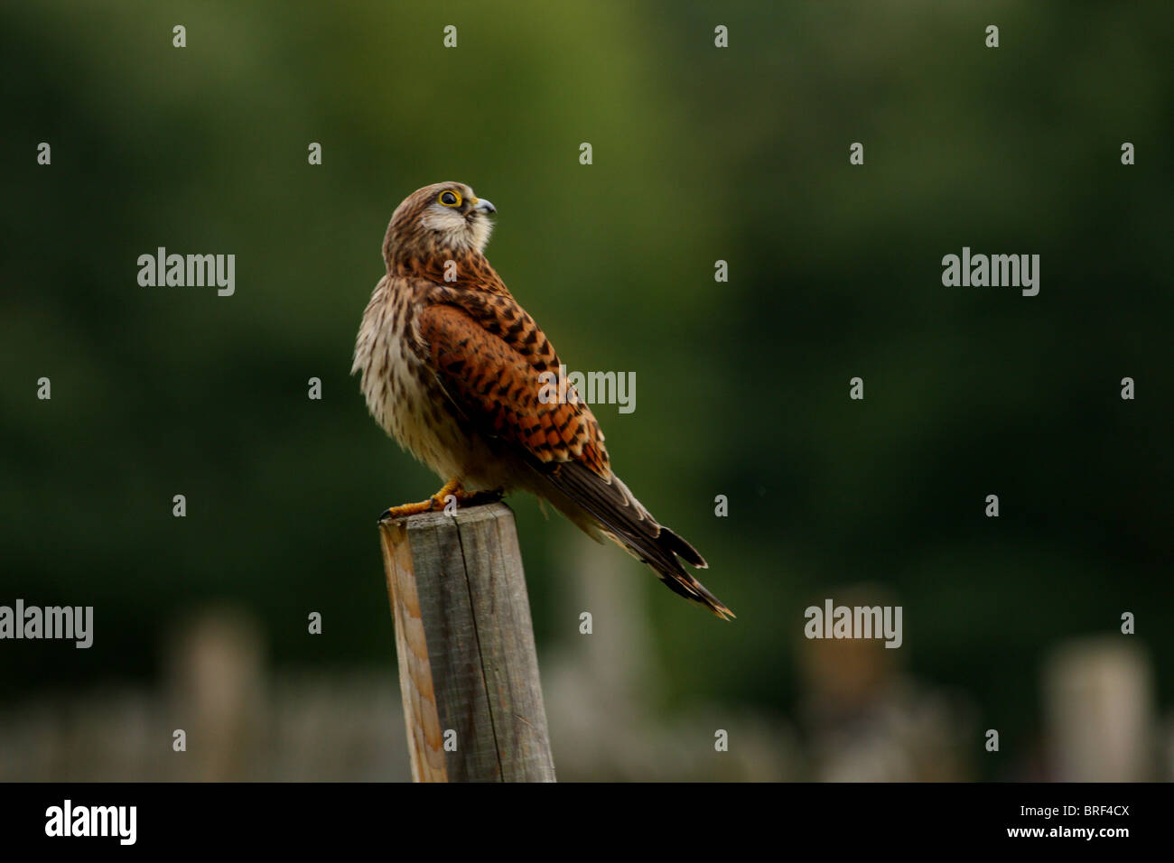 Young kestrel hunting hi-res stock photography and images - Alamy
