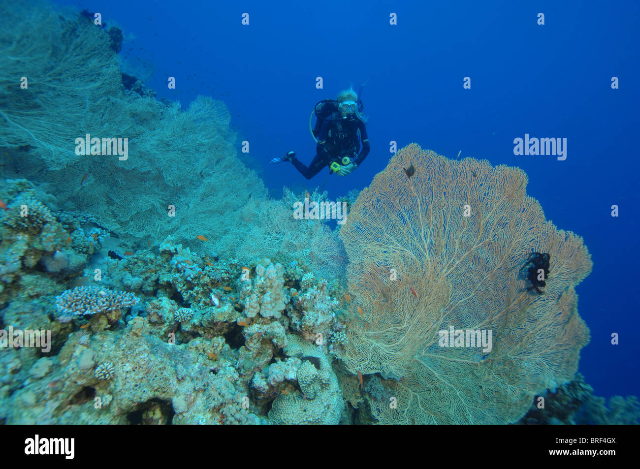 Diver circling a coral reef Stock Photo - Alamy