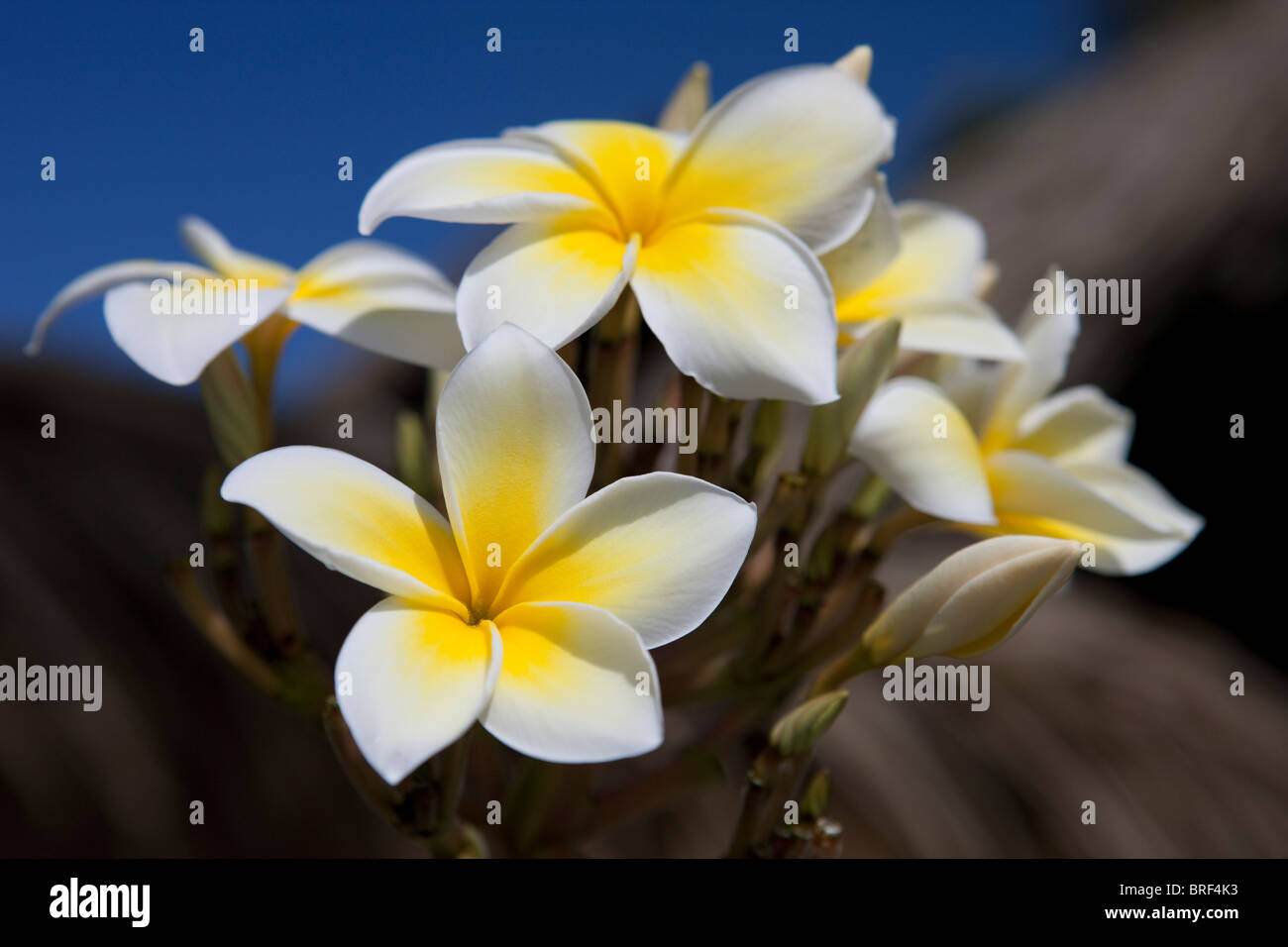 Plumeria flowers rarotonga hi-res stock photography and images - Alamy