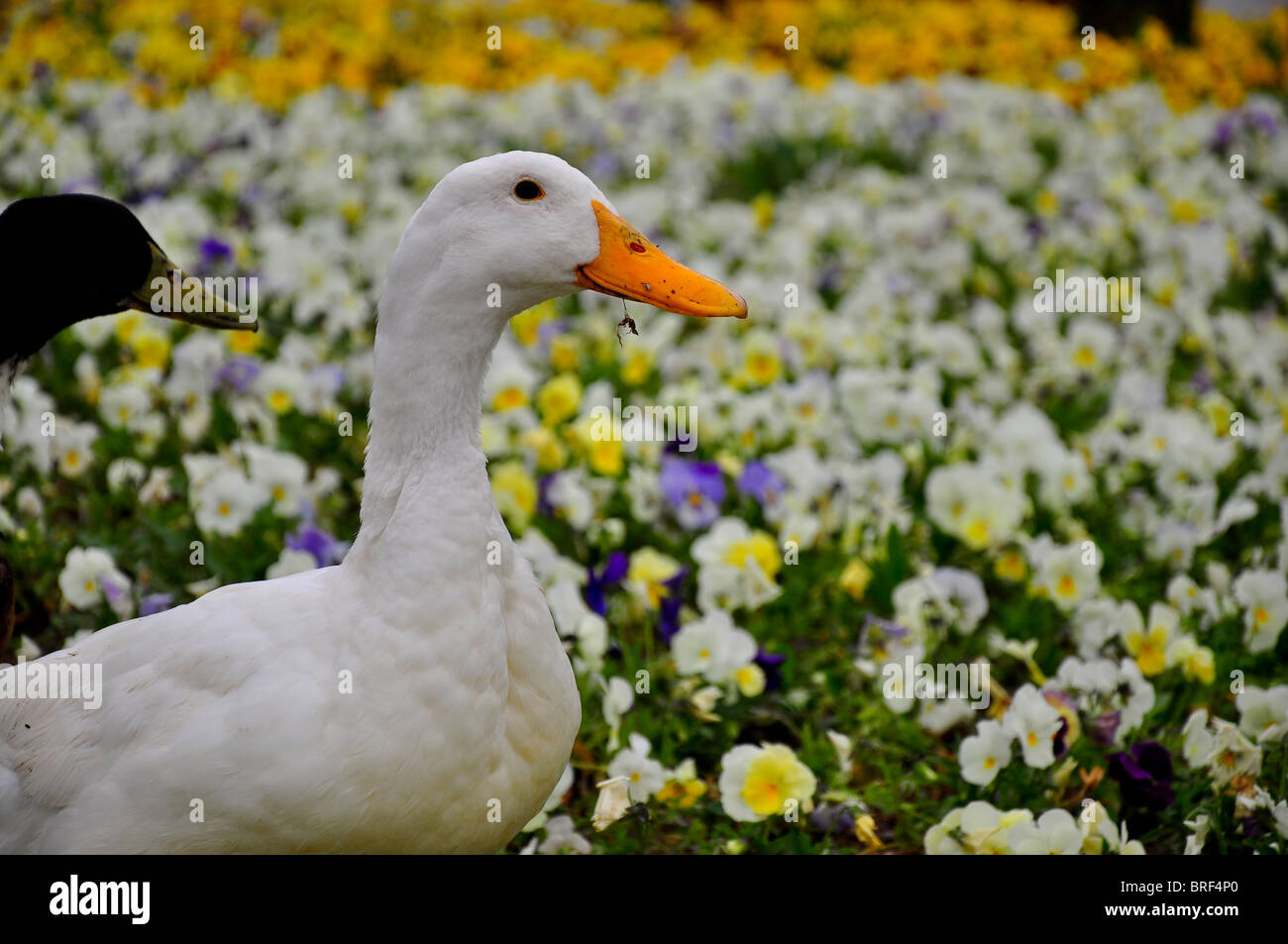 A duck in playground Stock Photo - Alamy