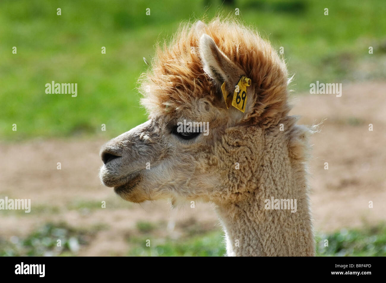Alpacas at Victory Ranch, Mora, New Mexico. Victory Ranch is the ...