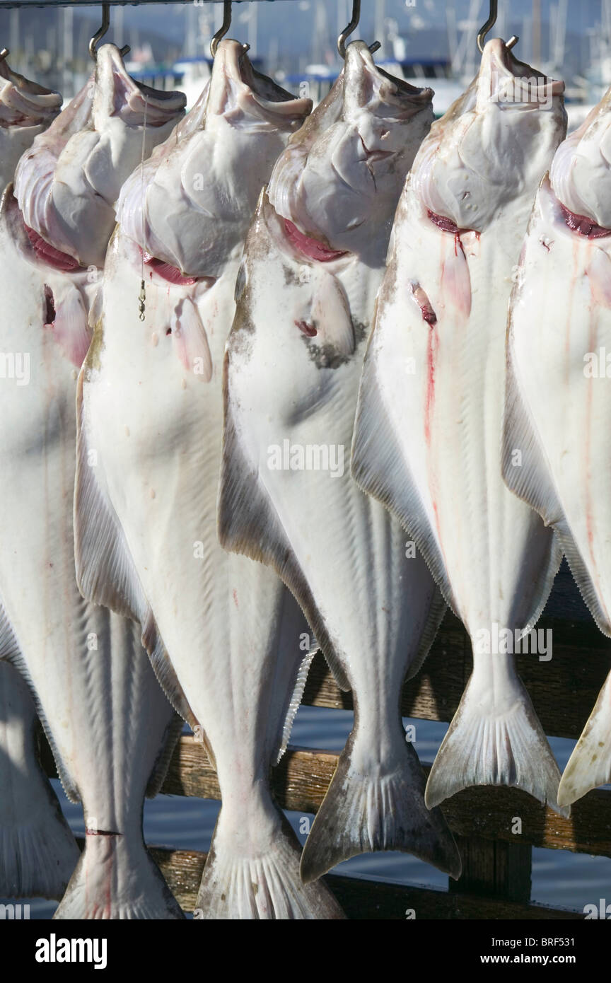 Fish hook blood hi-res stock photography and images - Alamy