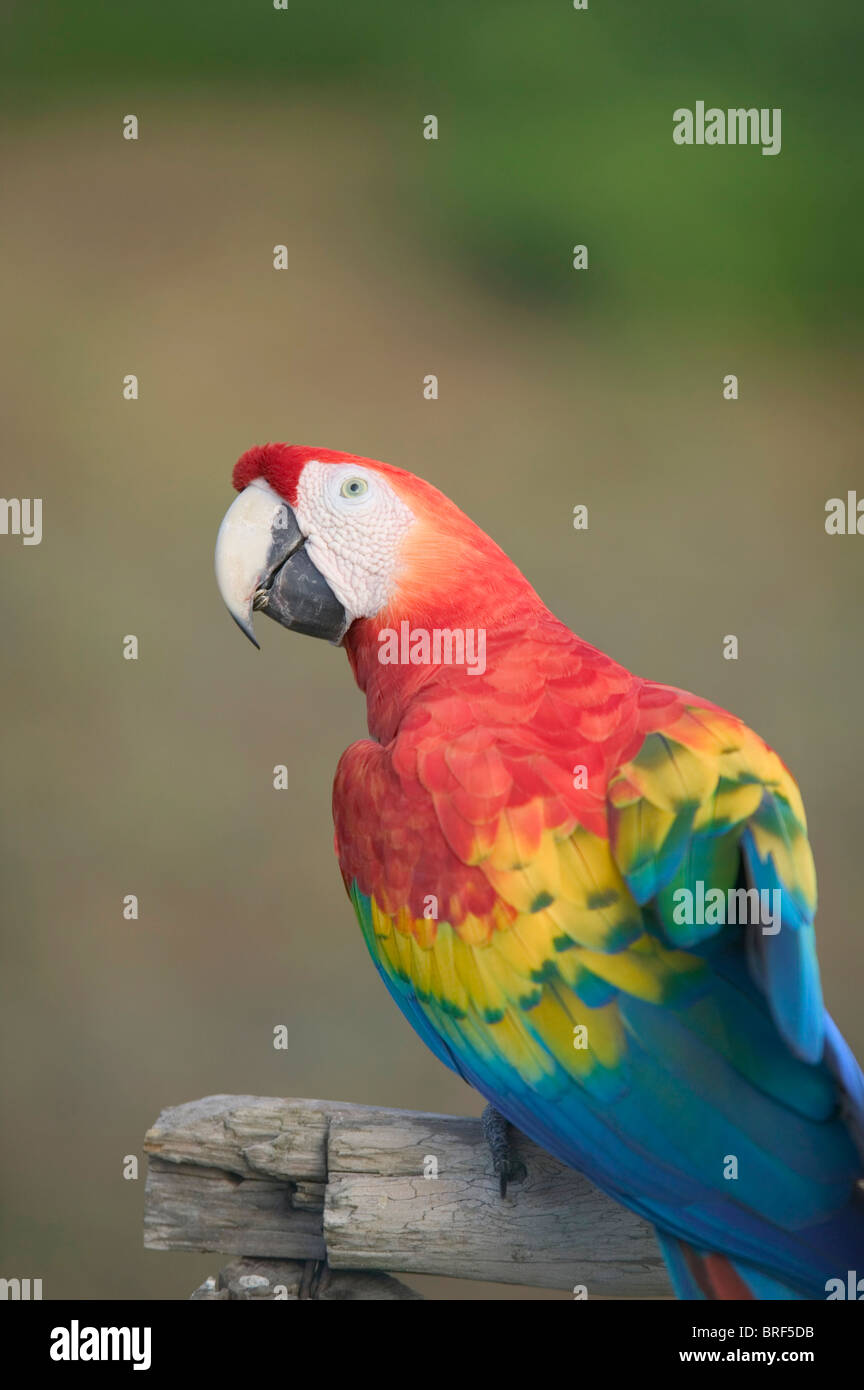 South America, Brazil, Close-up of Scarlet Macaw (Ara macao Stock Photo ...