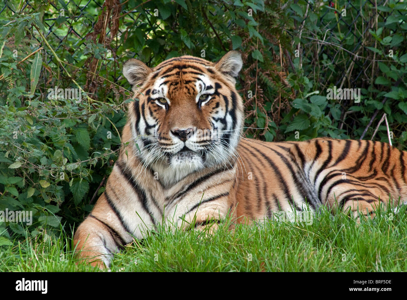 Siberian tiger hi-res stock photography and images - Alamy