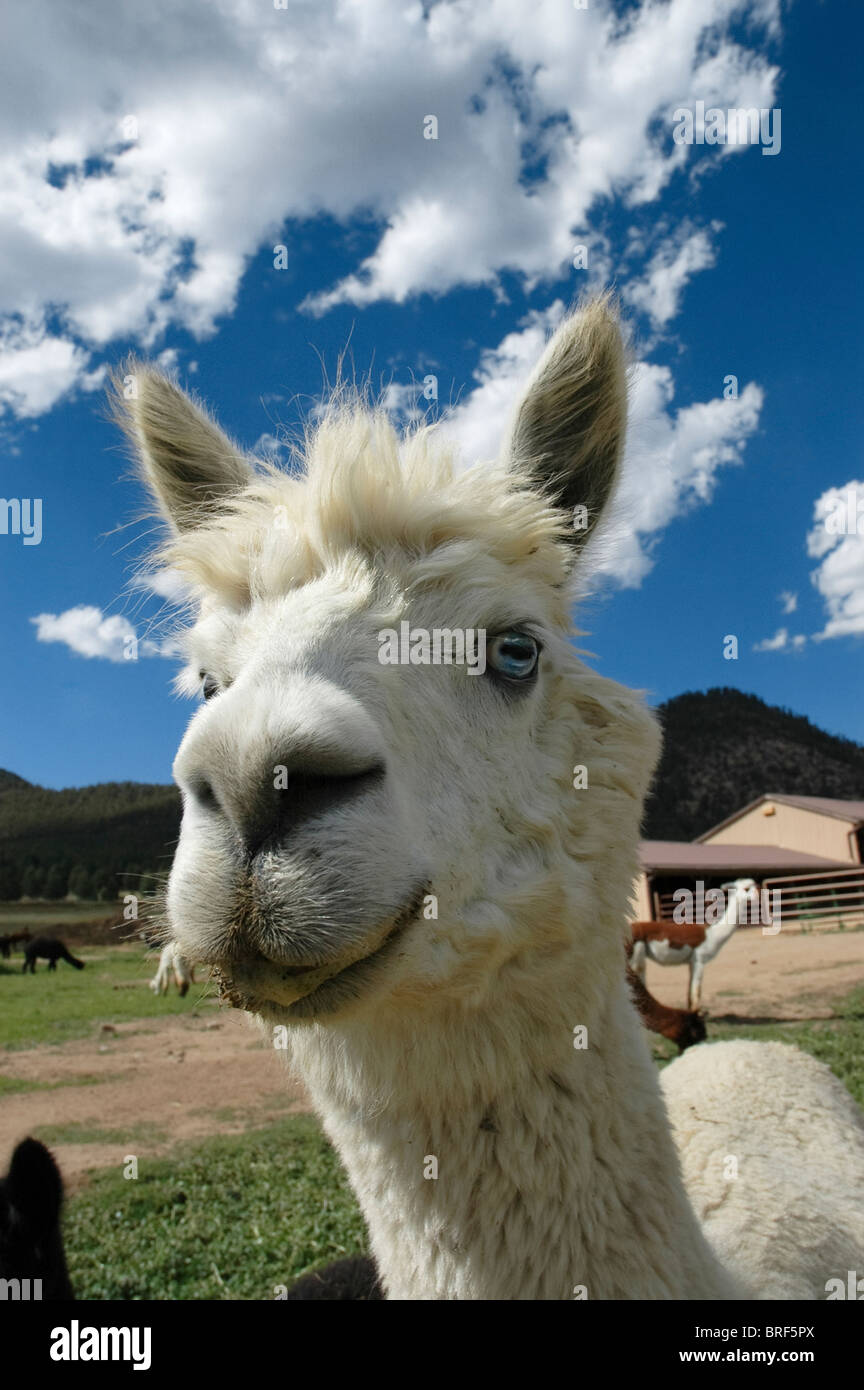 Alpacas at Victory Ranch, Mora, New Mexico. Victory Ranch is the ...