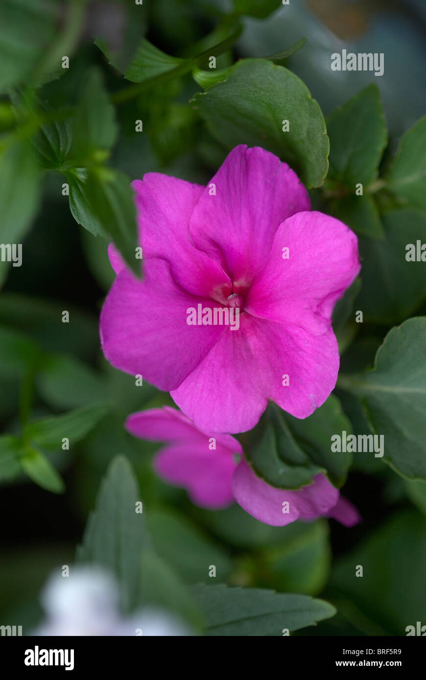 Close-up of bright pink impatien flower Stock Photo - Alamy