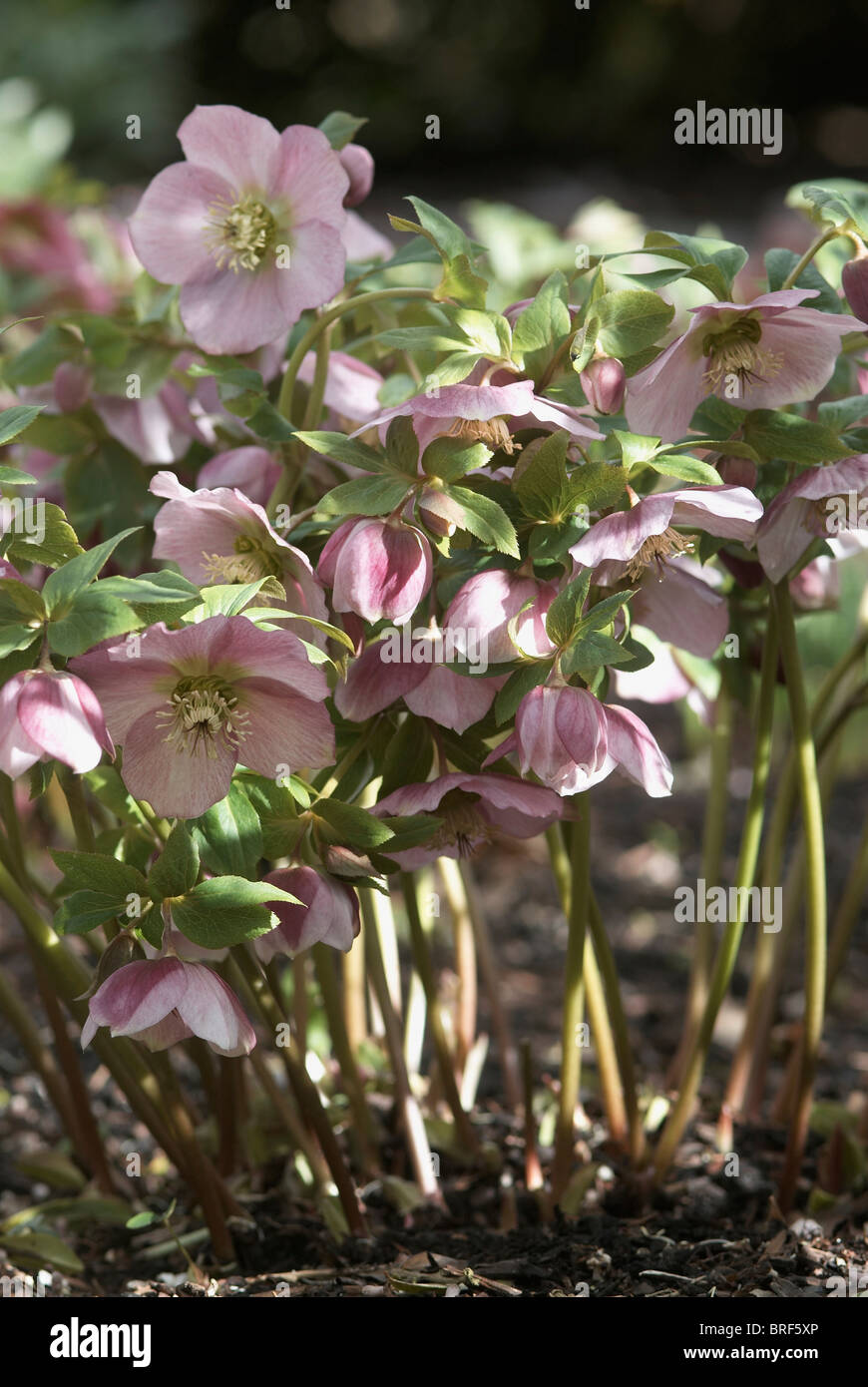 Close-up of pale pink Hellebore flower plant Stock Photo - Alamy