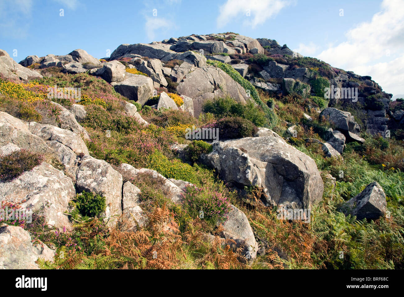 Carn Llidi tor, St David's Head, Pembrokeshire, Wales Stock Photo - Alamy