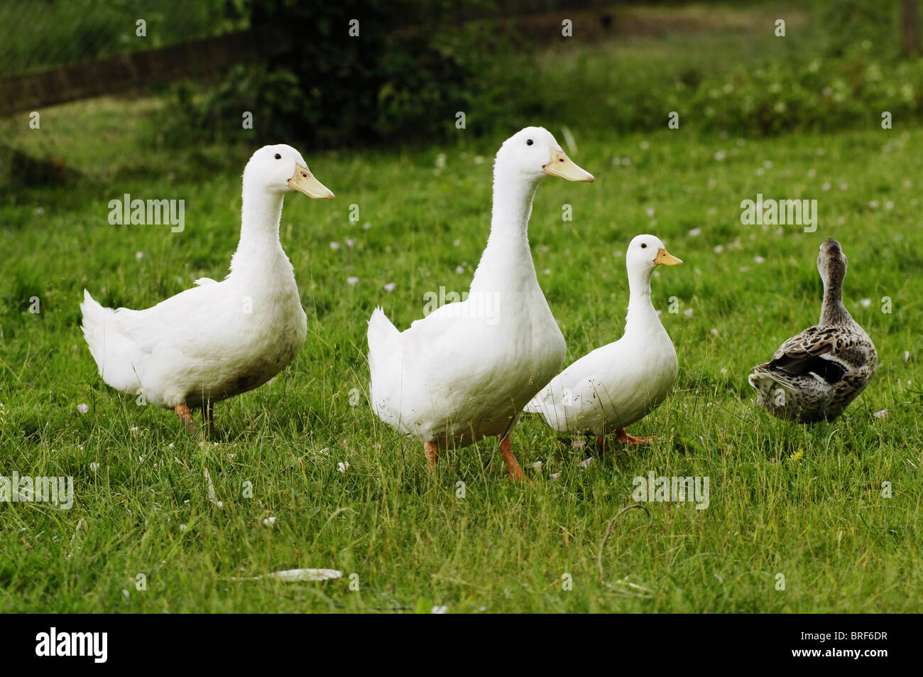 Ducks walking around farm Stock Photo - Alamy
