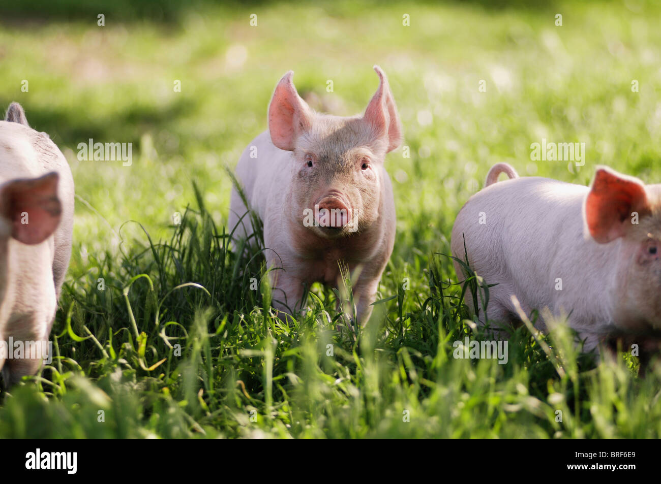 Three piglets standing in field Stock Photo - Alamy