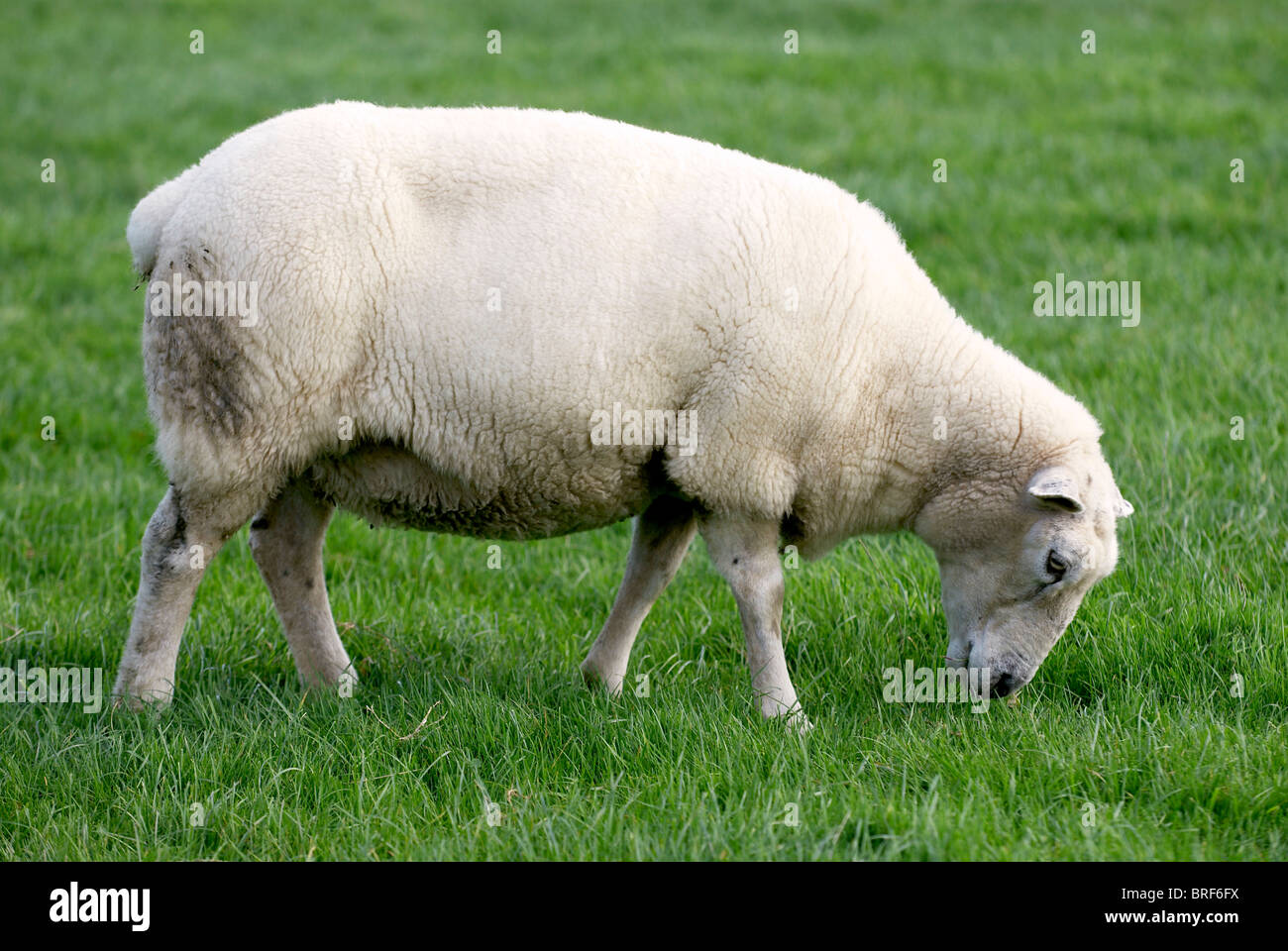 Sheep (Ovis aries) grazing, close-up Stock Photo - Alamy